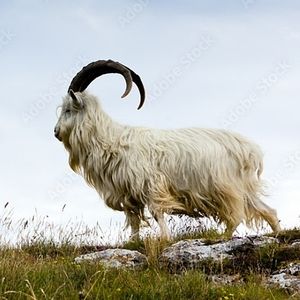 Prada | Jackets & Coats | Vintage Authentic Prada White Kidassia Goat ...